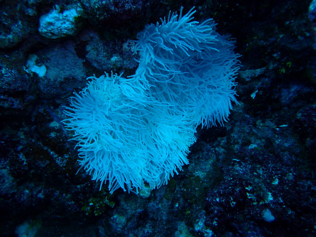Photo Gallery – Eyes of the Reef Marianas