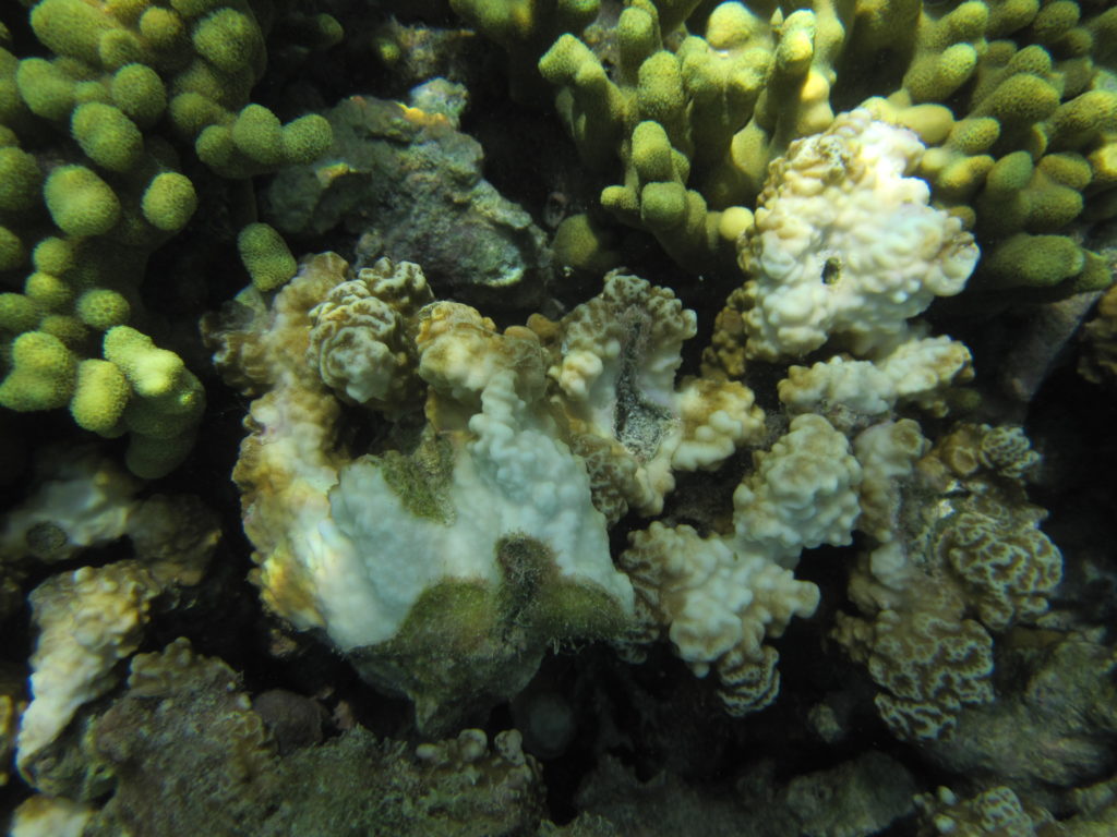 Porites rus bleaching WHoot – Eyes of the Reef Marianas